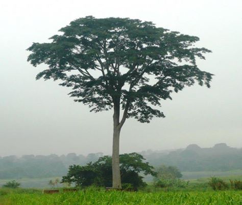 African Teak: Valuable Tropical Hardwood Timber