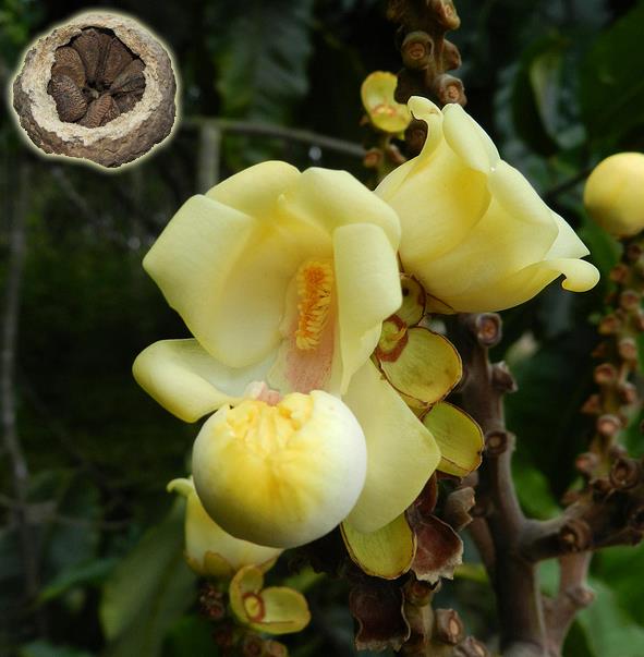 Brazil Nut Trees: Rainforest Giants with Tasty Nuts