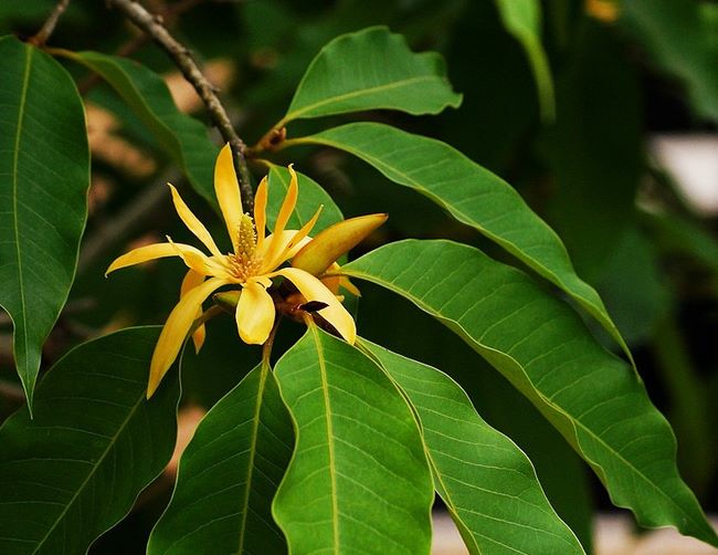 Champak: Sacred Fragrant Indian Magnolia