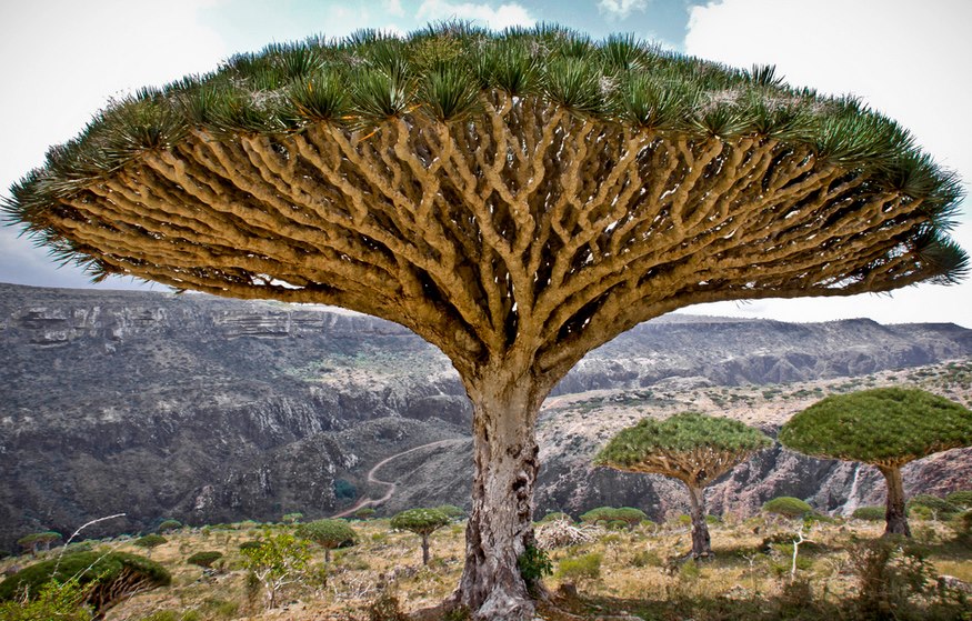 Dragon Tree: Red Sap & Alien Umbrella Shape