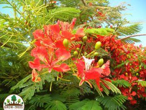Gulmohar: India's Spectacular Flame Tree