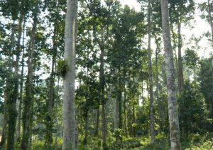 Hollong: Northeast India's Towering Rainforest Giant
