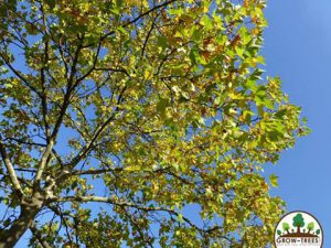 London Plane: The Perfect Urban Street Tree