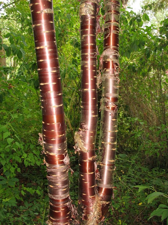 Paperbark Cherry: Peeling Copper Bark Beauty