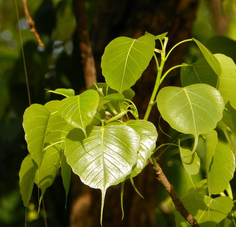 Peepal Tree: India's Most Sacred Bodhi Tree