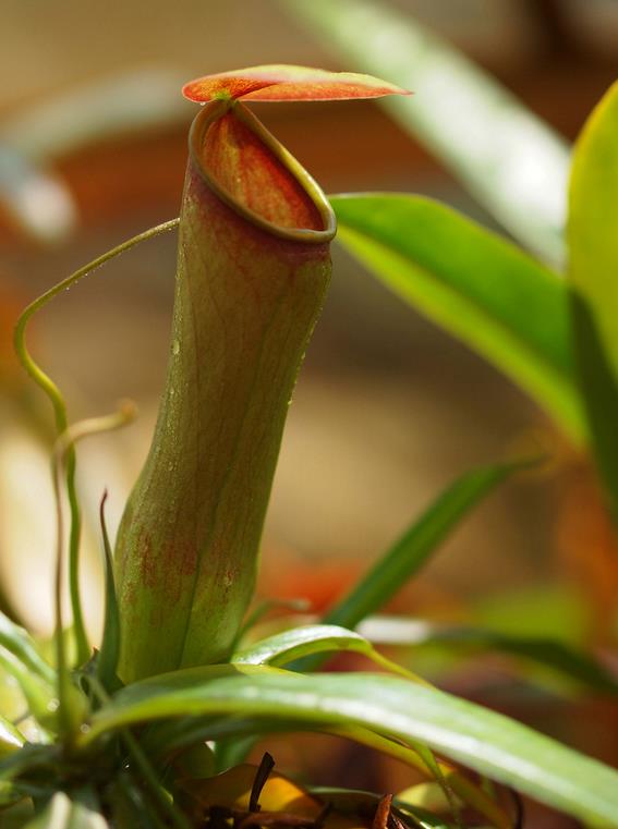 Pitcher Plants: Carnivorous Insect-Eating Wonders