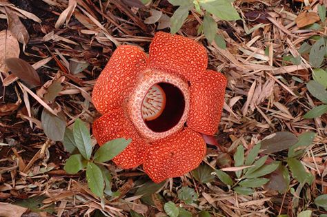 Rafflesia: World's Largest & Smelliest Flower!