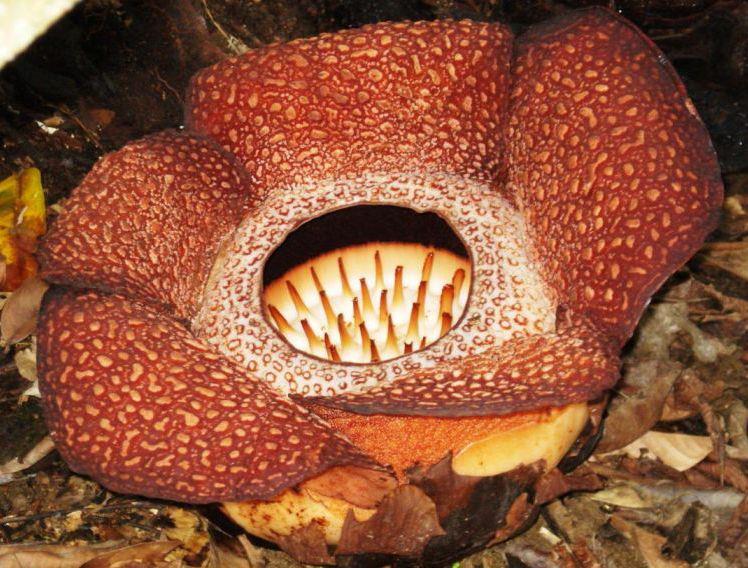 Rafflesia Arnoldii: World's Largest Single Flower