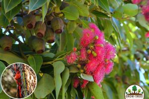 Red Gum: Australia's River-Loving Eucalyptus