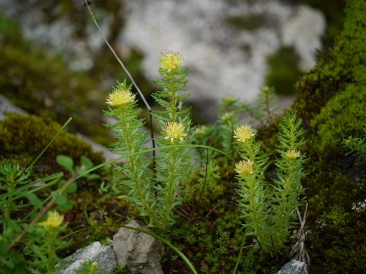 Rhodiola: Arctic Adaptogen Herb for Stress Relief