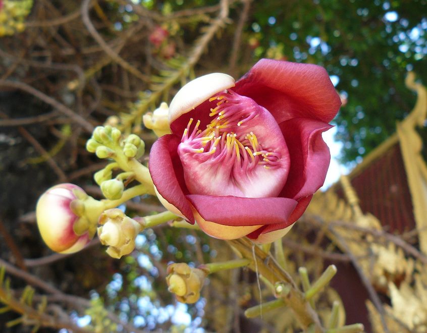 Sal Tree: Sacred Indian Hardwood Timber