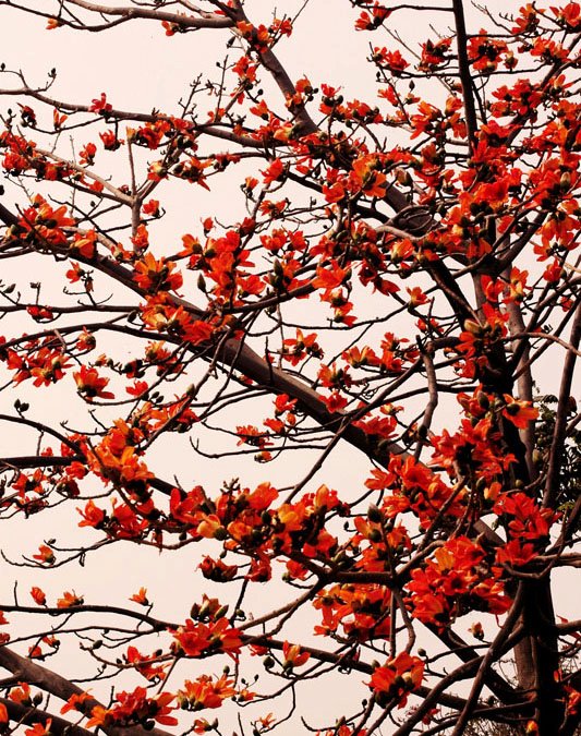 Semal: Red-Flowering Silk Cotton Tree