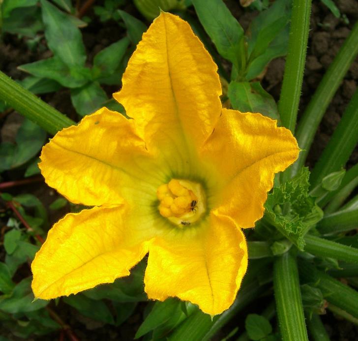 Squash Blossoms: Edible Flowers from Garden Vines